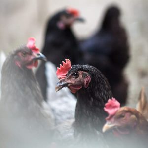 Poultry Chicken Supply Software - DigitalManager